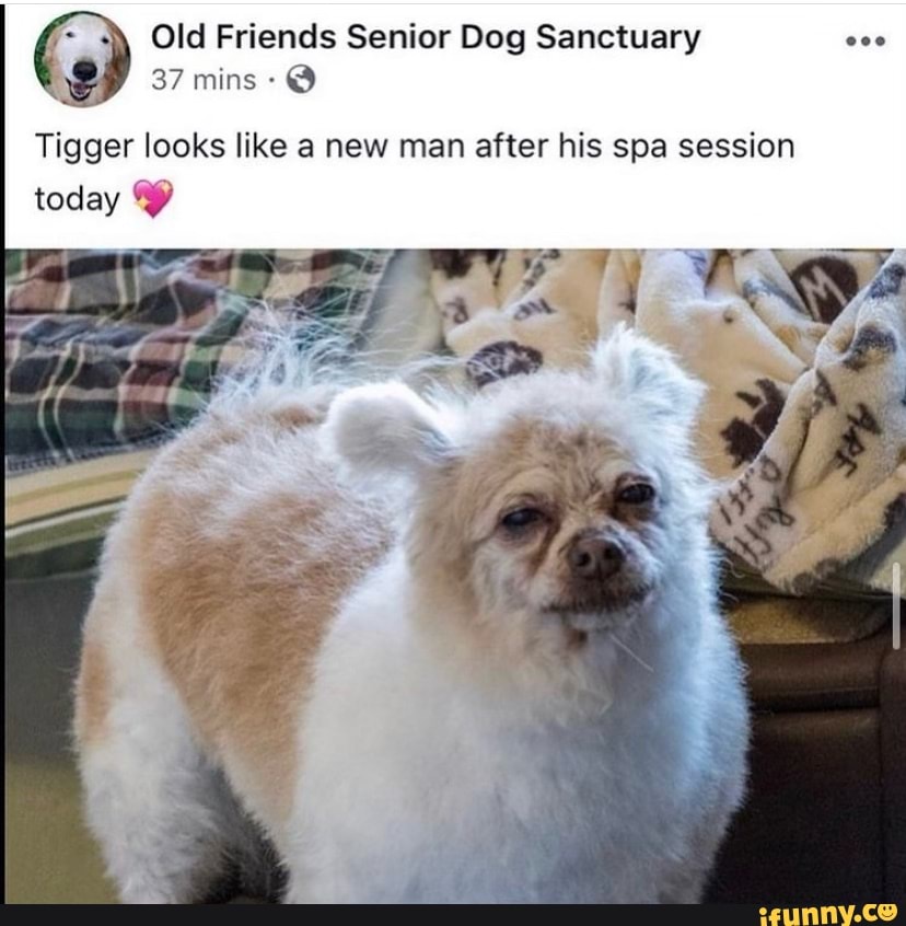 Old Friends Senior Dog Sanctuary 37 mins Tigger looks like a new man ...