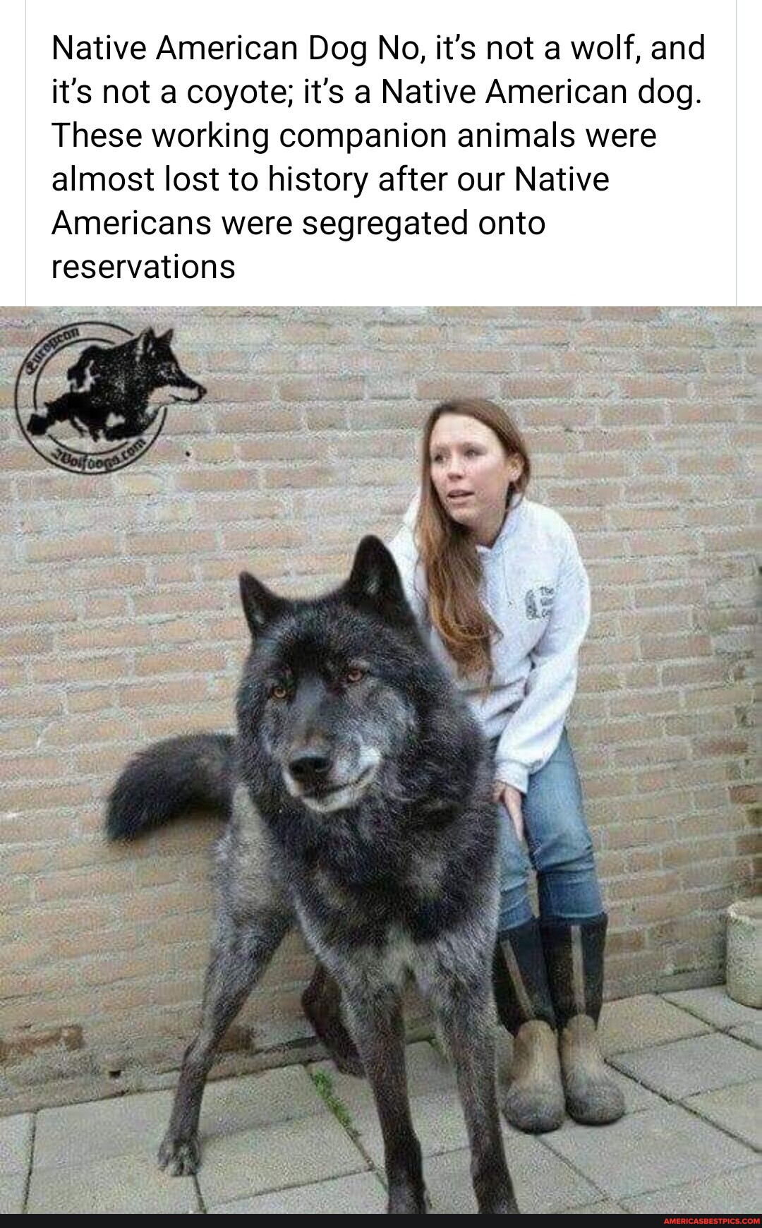 Native American Dog No, it's not a wolf, and it's not a coyote; it's a ...