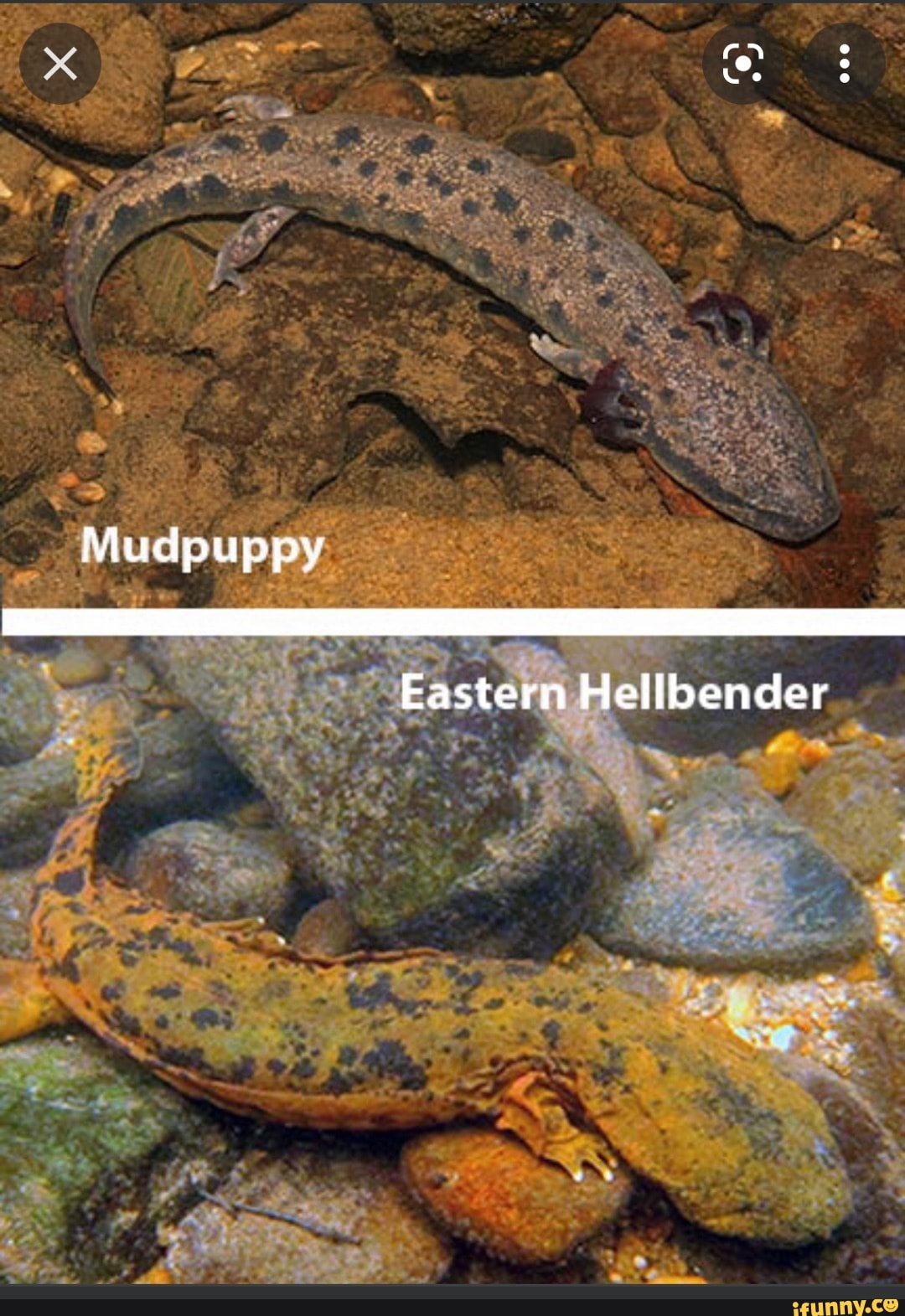 Hellbender memes. Best Collection of funny Hellbender pictures on iFunny