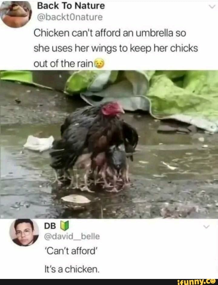 Back To Nature @backtOnature Chicken can't afford an umbrella so she ...