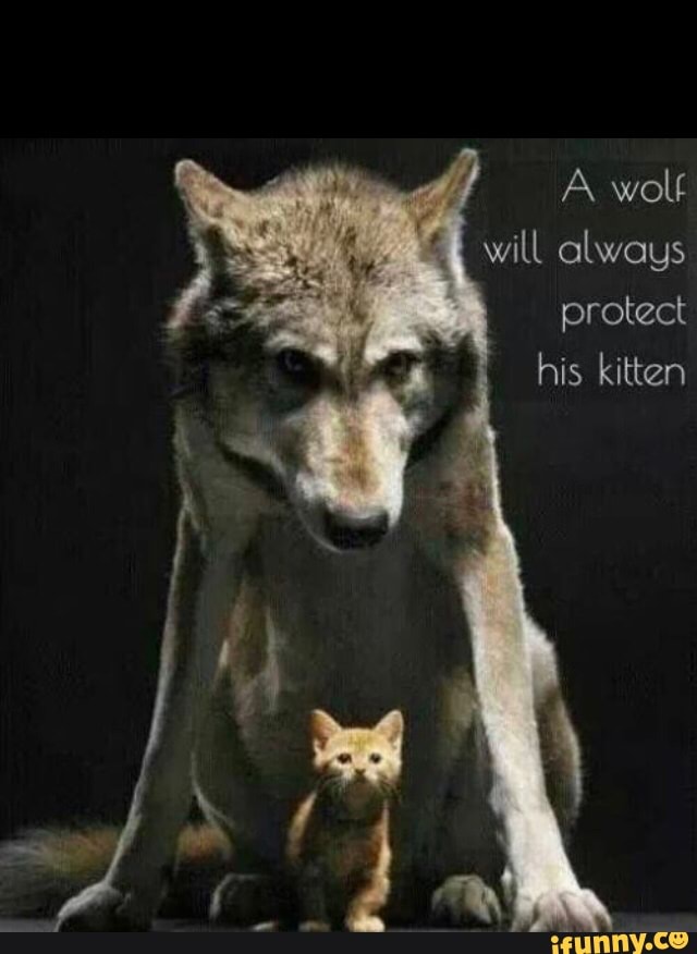 A wolf will always protect his kitten - iFunny