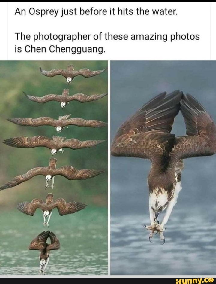An Osprey just before it hits the water. The photographer of these ...