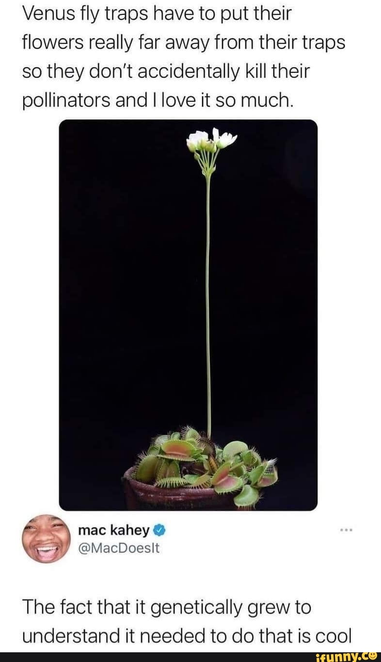Venus fly traps have to put their flowers really far away from their ...
