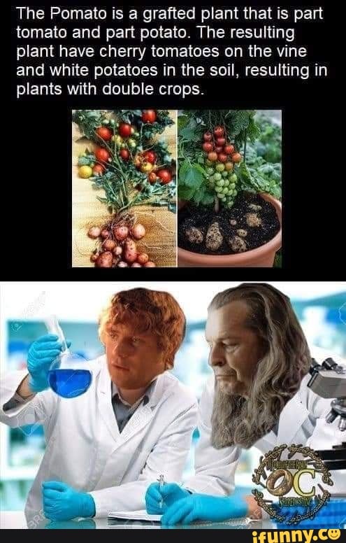 The Pomato is a grafted plant that is part tomato and part potato. The ...