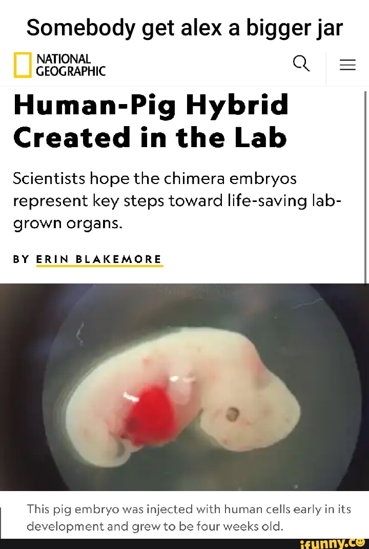 Somebody get alex a bigger jar I NATIONAL = GEOGRAPHIC Q Human-Pig ...