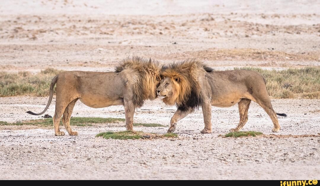 Namibia memes. Best Collection of funny Namibia pictures on iFunny