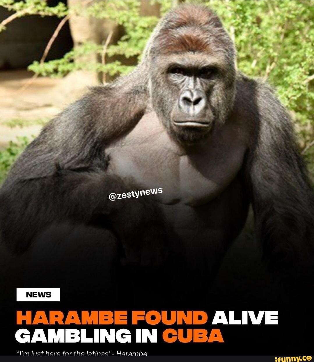 Al @zesty news HARAMBE FOUND ALIVE GAMBLING IN CUBA tied hora far tha ...