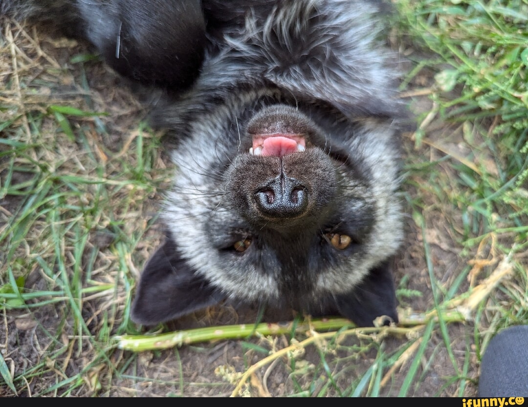 Tfm_umbreon memes. Best Collection of funny Tfm_umbreon pictures on iFunny