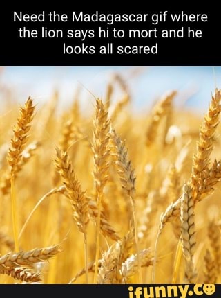 Need the Madagascar gif where the lion says hi to mort and he looks all ...