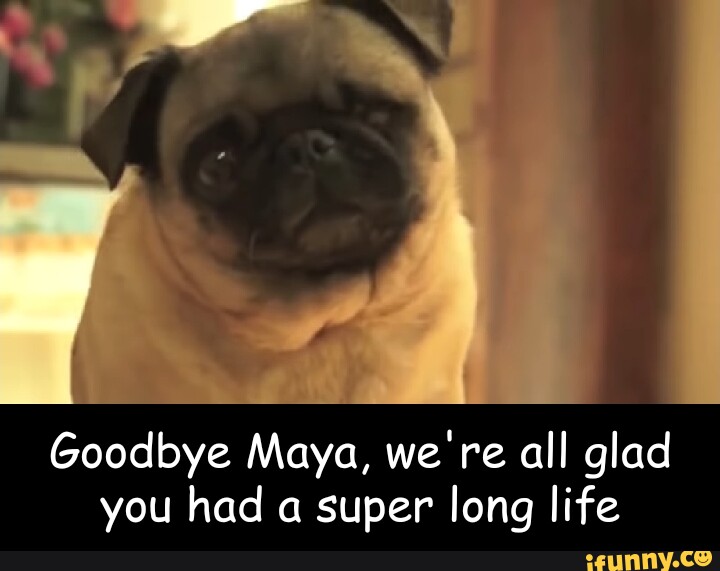 Goodbye Maya, we re all glad you had a super long life - iFunny