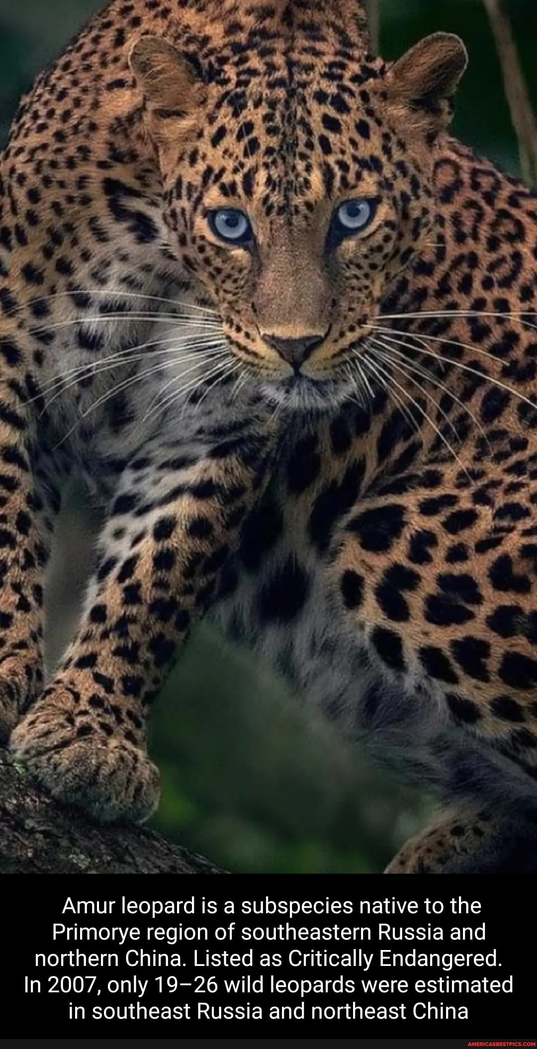 Amur leopard is a subspecies native to the Primorye region of ...