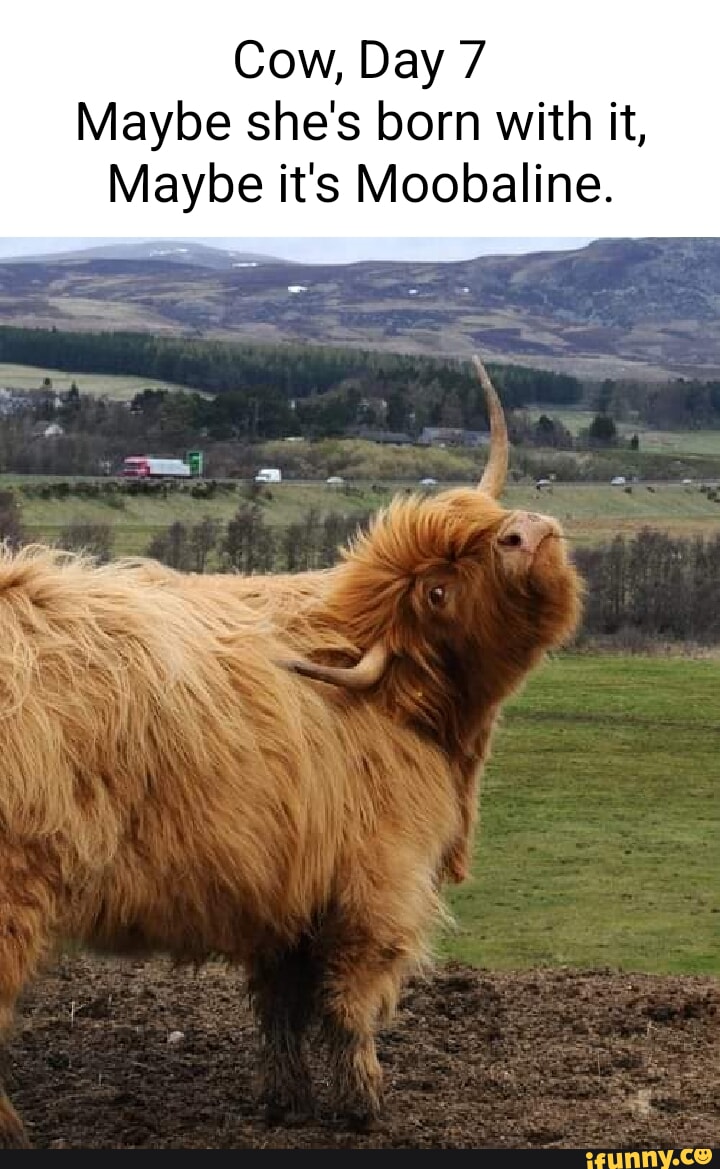 Cow, Day 7 Maybe she's born with it, Maybe it's Moobaline. - iFunny