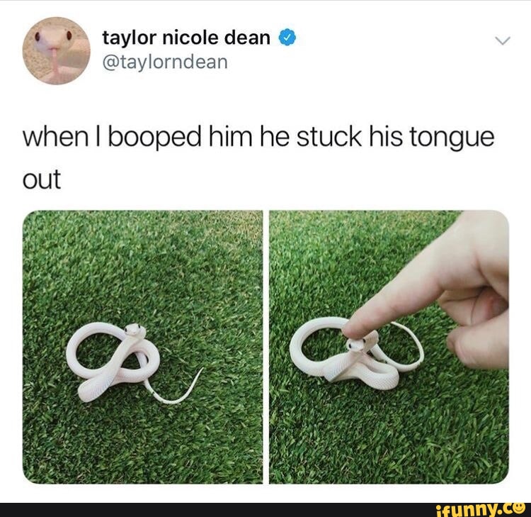 Taylor nicole dean @ when I booped him he stuck his tongue out - iFunny