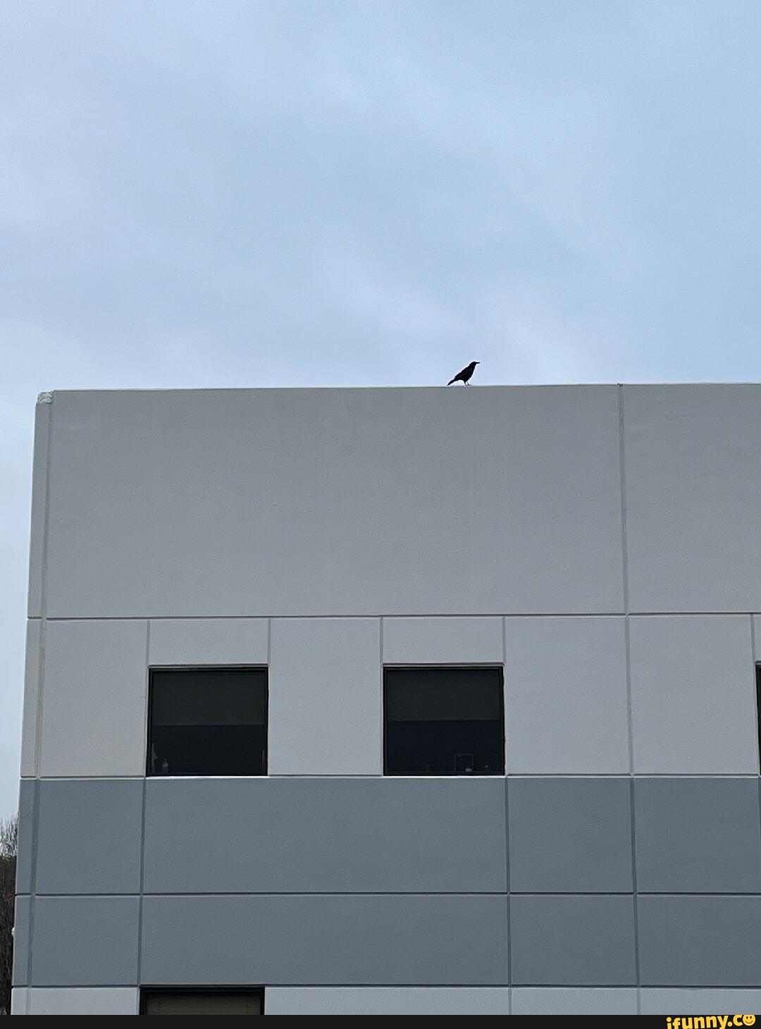 Crow memes. Best Collection of funny Crow pictures on iFunny