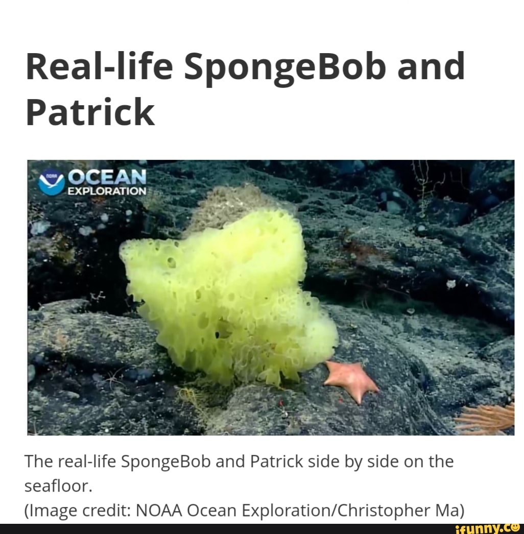 Real-life SoongeBob and Patrick OCEAN EXPLORATION The real-life ...