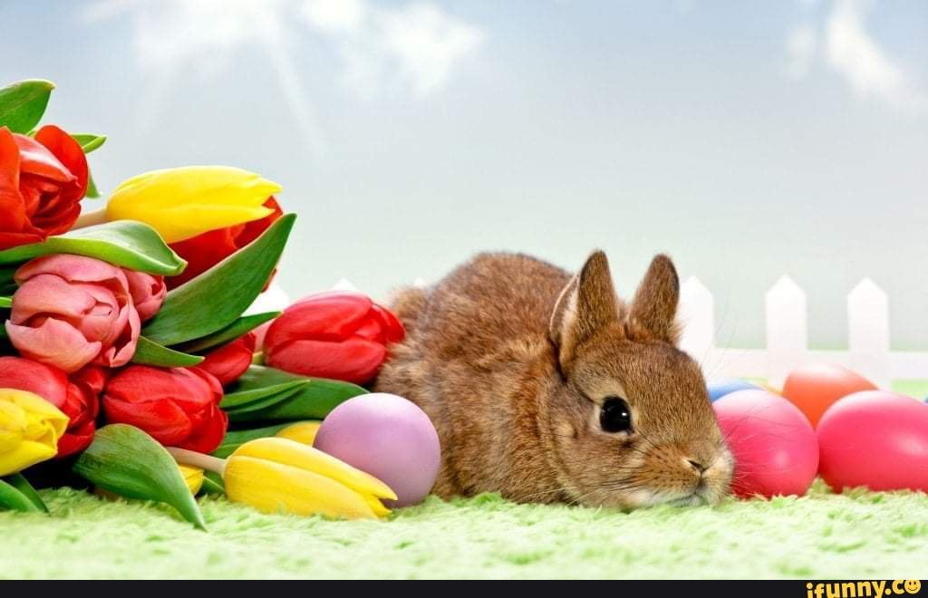 Pasqua memes. Best Collection of funny Pasqua pictures on iFunny