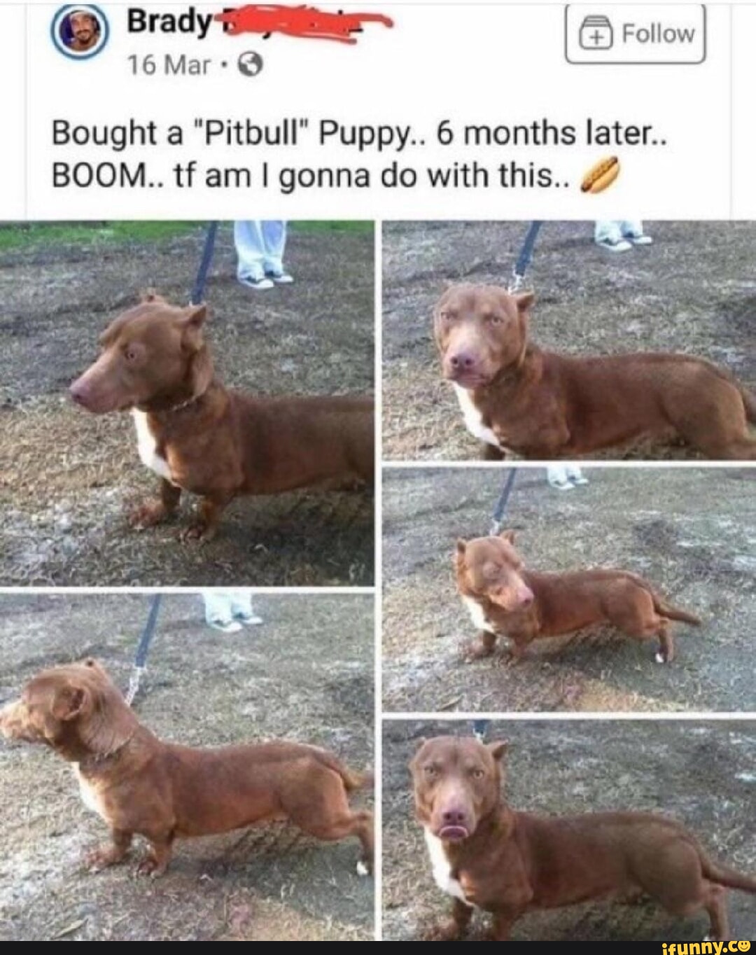 Pitbull memes. Best Collection of funny Pitbull pictures on iFunny