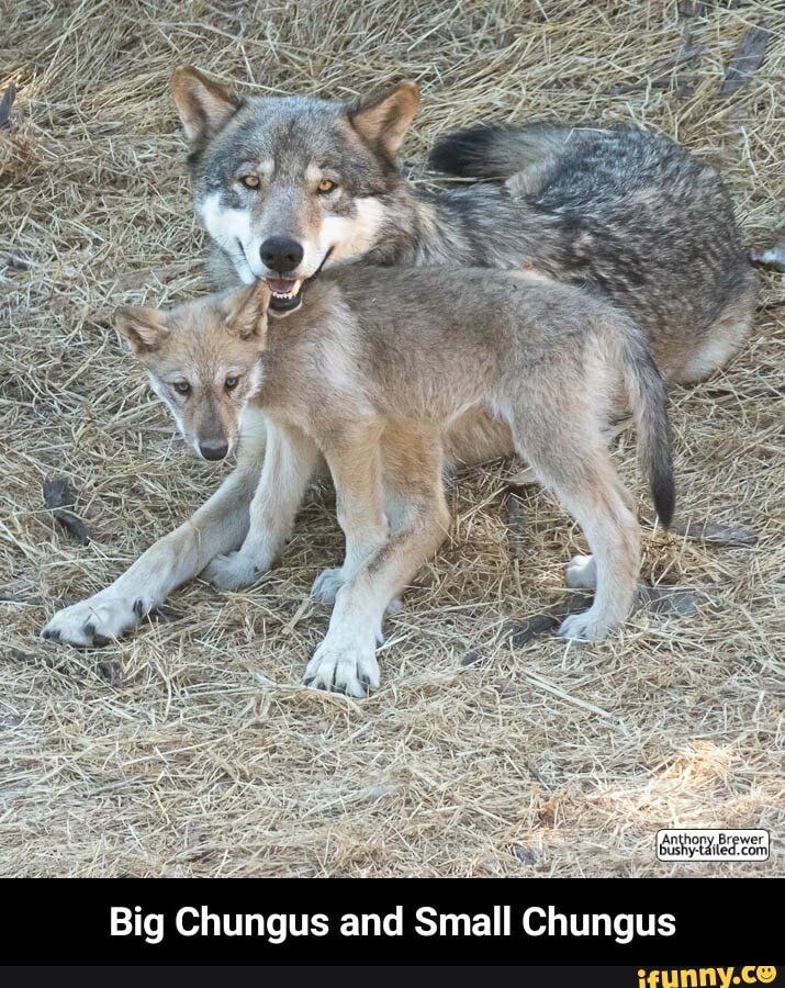 Big Chungus and Small Chungus - Big Chungus and Small Chungus - iFunny