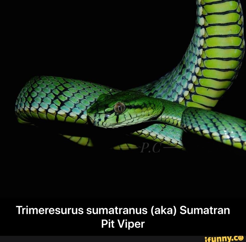 Trimeresurus sumatranus (aka) Sumatran Pit Viper - Trimeresurus ...