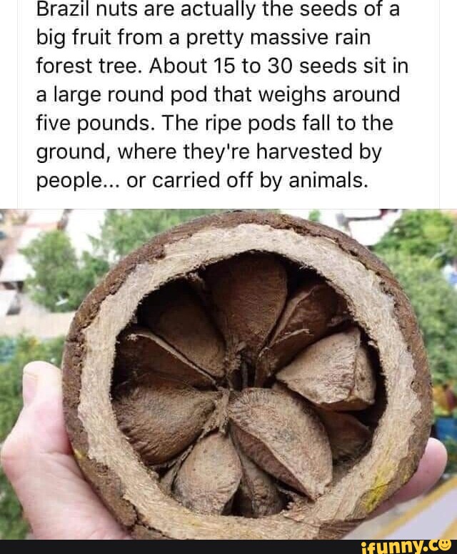 Brazil nuts are actually the seeds of a big fruit from a pretty massive ...