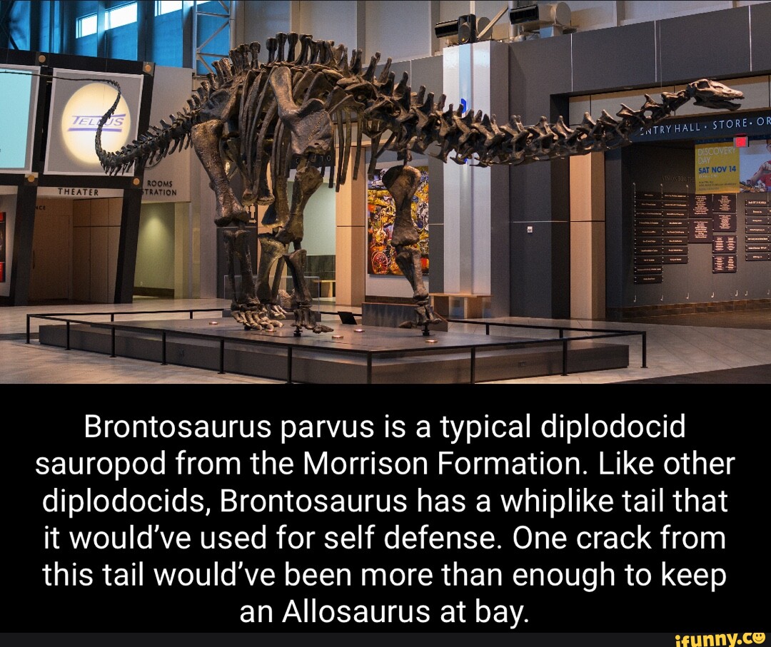 Brontosaurus parvus is a typical diplodocid sauropod from the Morrison ...