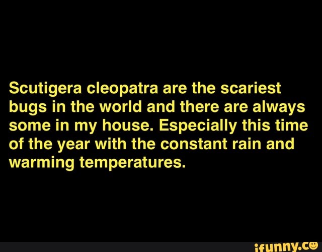Scutigera cleopatra are the scariest bugs in the world and there are ...