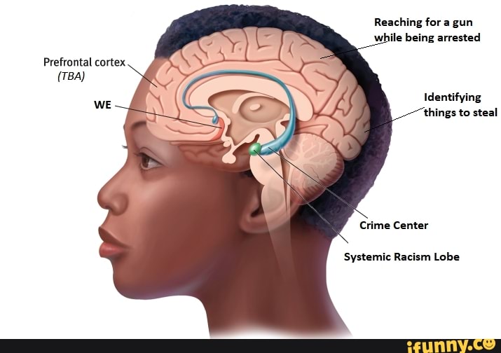 Reaching for a gun while being arrested Prefrontal cortex (TBA ...