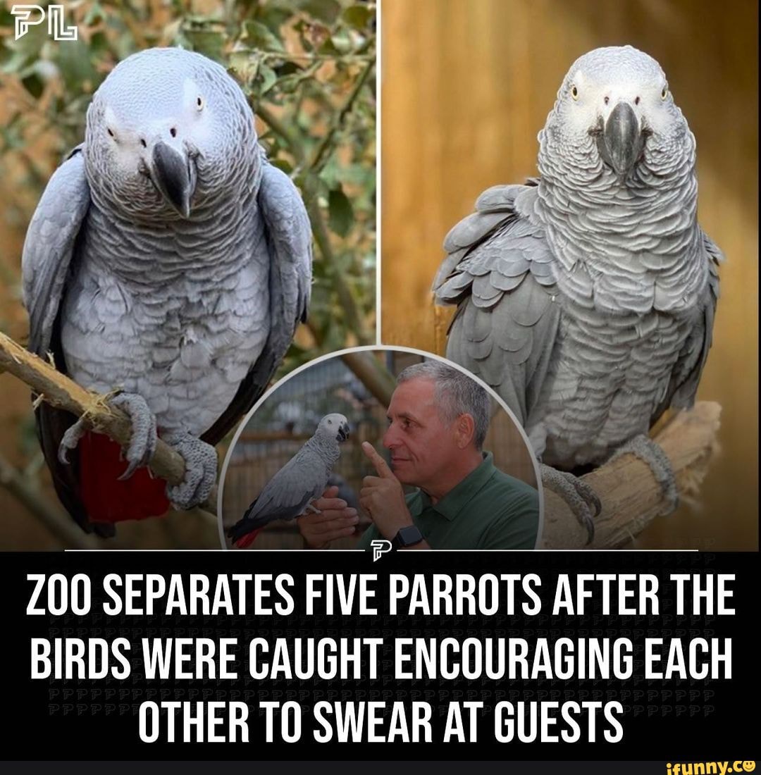 SEPARATES FIVE PARROTS AFTER THE BIRDS WERE CAUGHT ENCOURAGING EACH ...