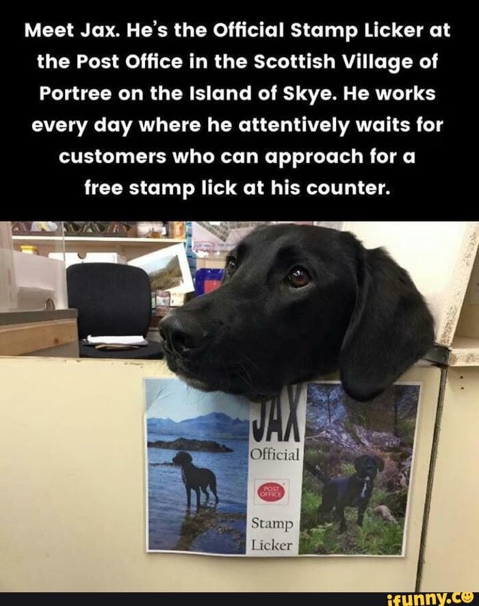 Happy dump of dog memes to lift your spirits - Meet Jax. He's the ...
