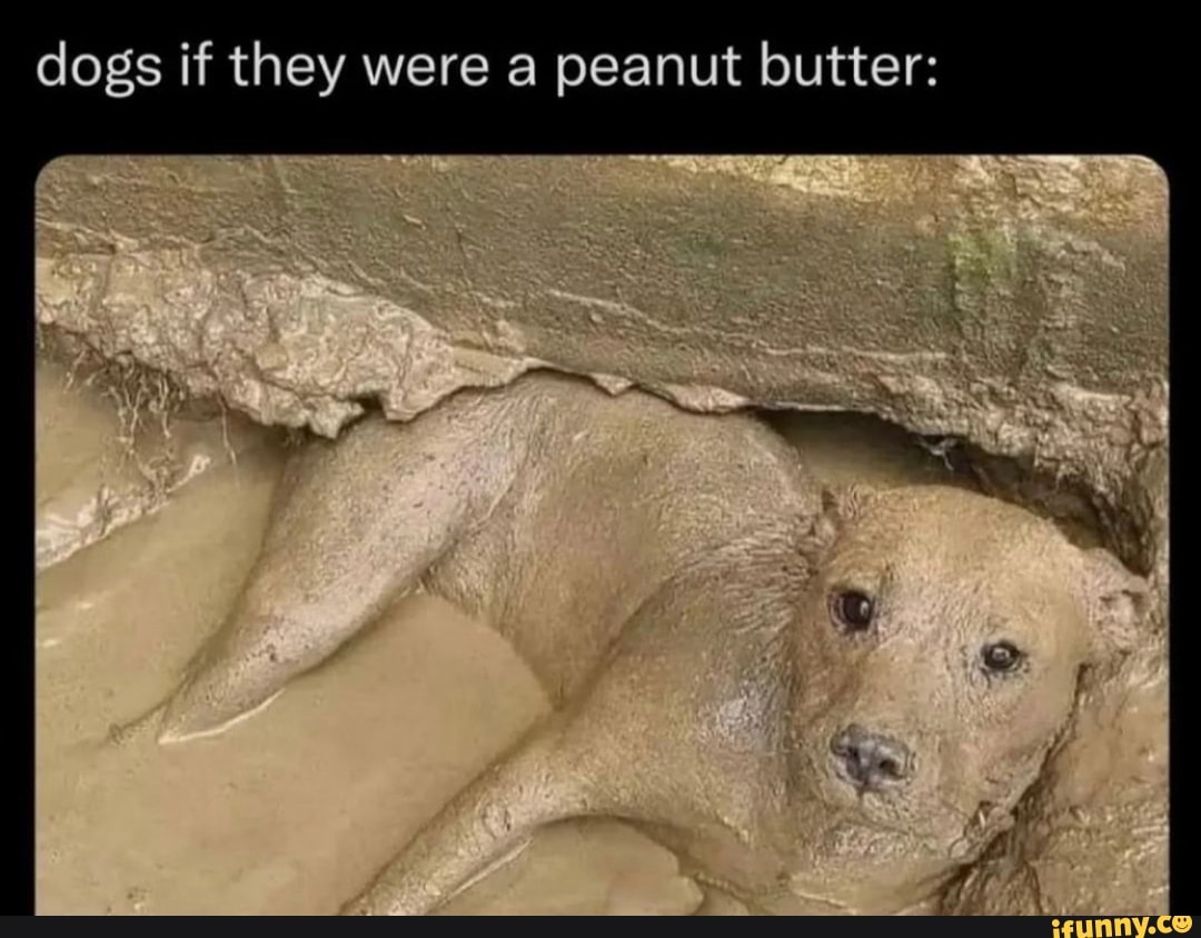 Dogs if they were a peanut butter: - iFunny