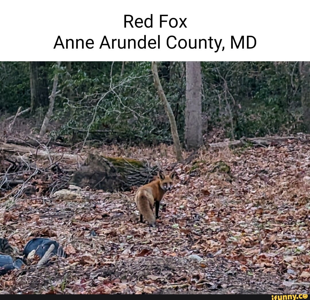 Foxxo memes. Best Collection of funny Foxxo pictures on iFunny