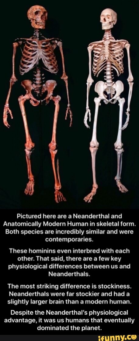 Pictured here are a Neanderthal and Anatomically Modern Human in skeletal form. Both species are ...