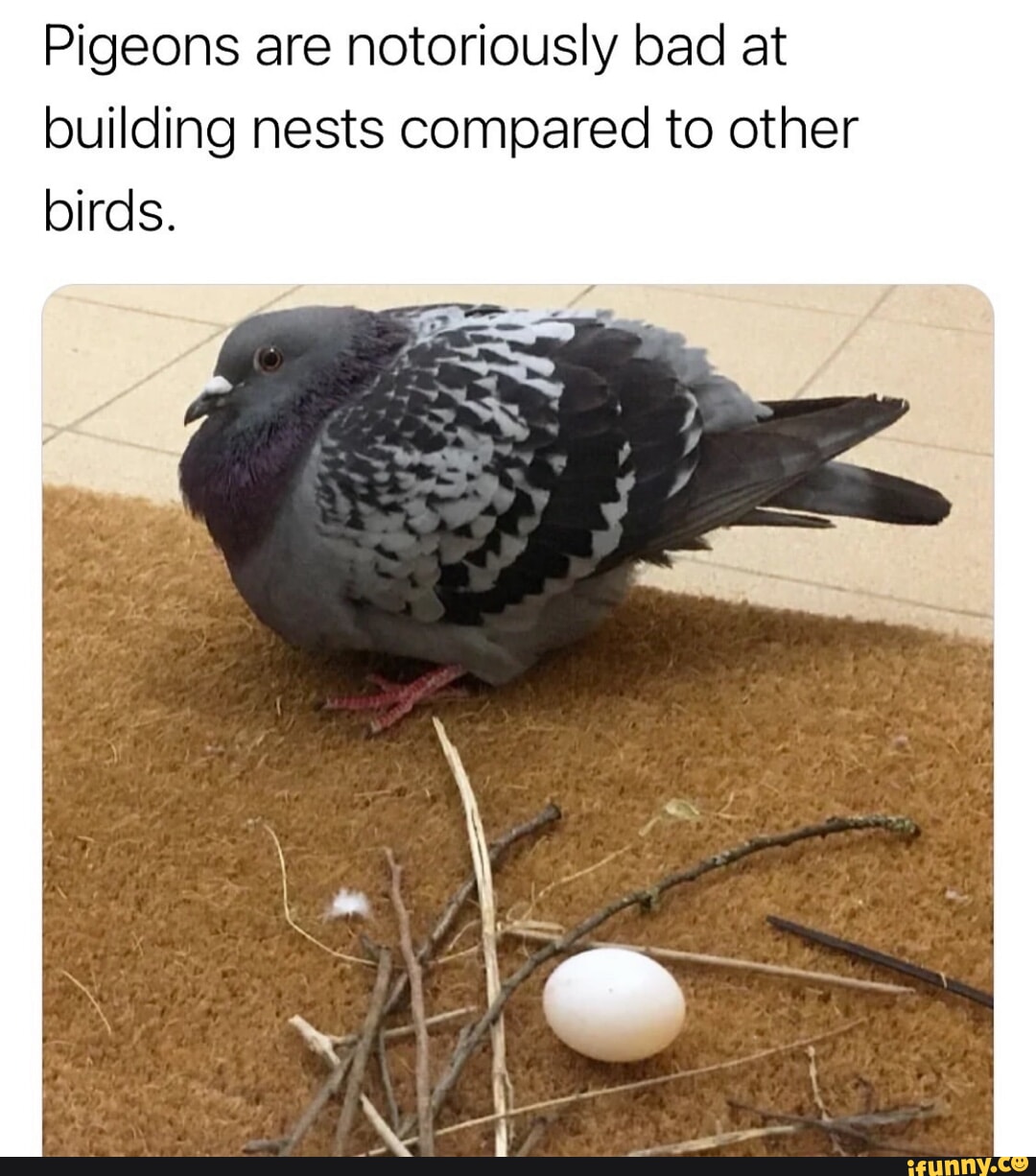 Pigeons are notoriously bad at building nests compared to other birds ...