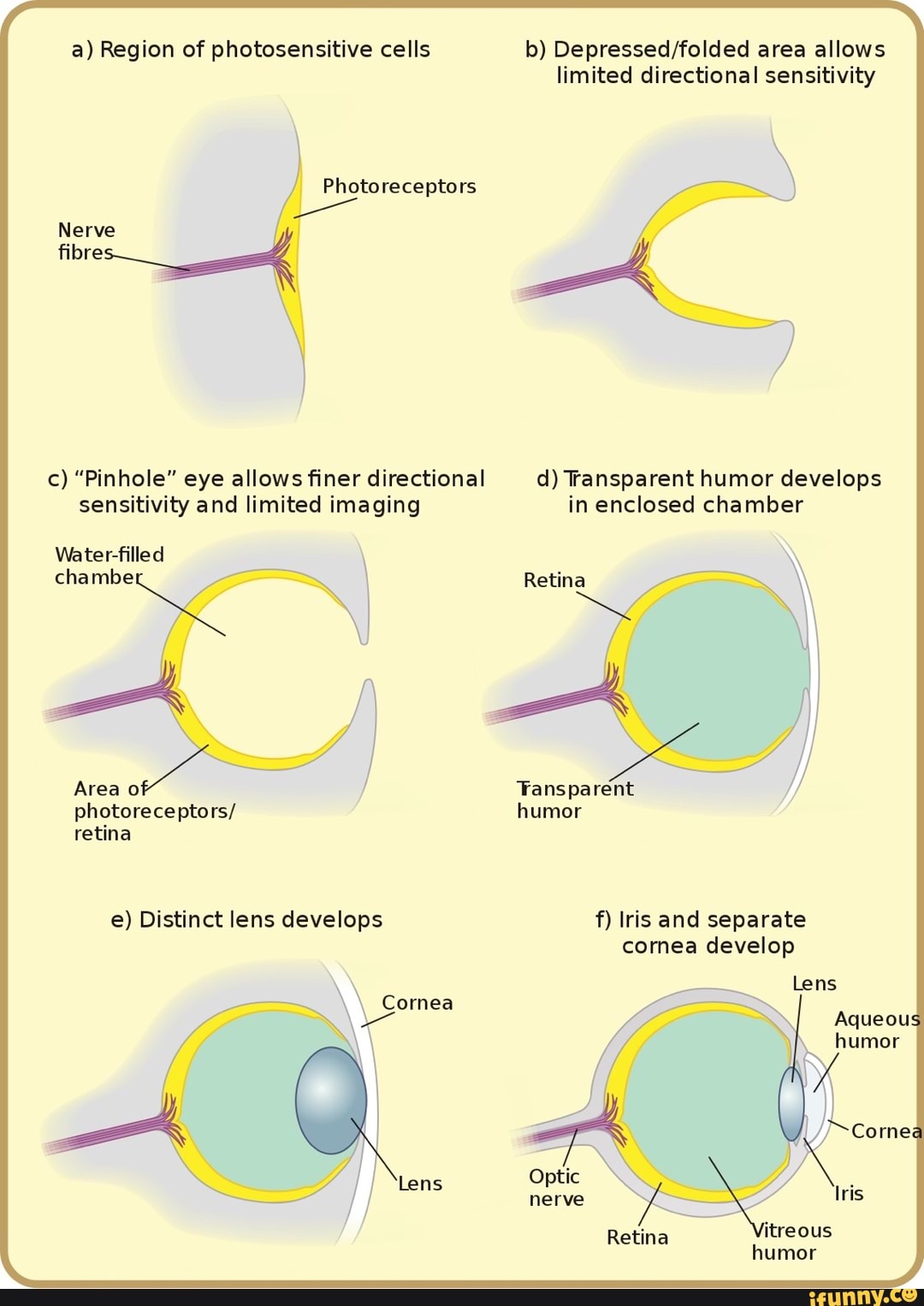 A) Region of photosensitive cells b) Depressed/folded area allows ...