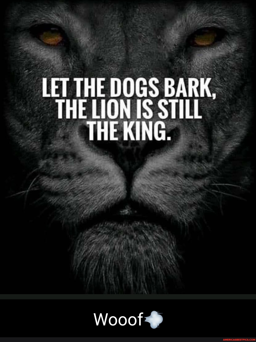 LET THE DOGS BARK. THE LION IS STILL _THE KING. Wooof - America’s best ...