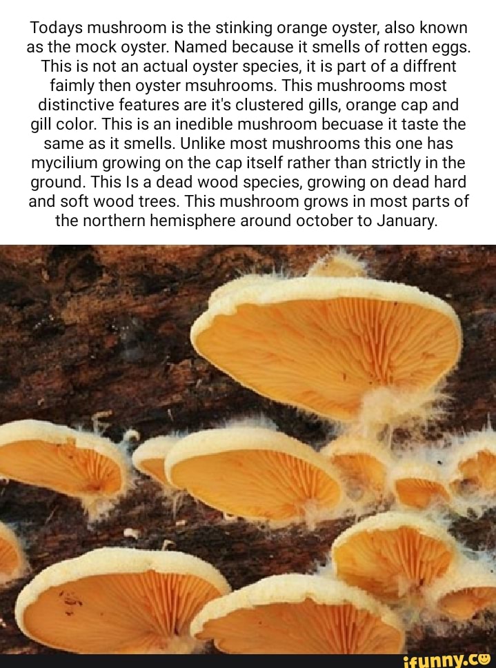 Todays mushroom is the stinking orange oyster, also known as the mock ...
