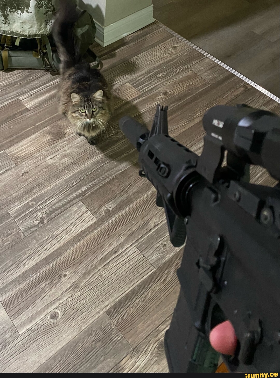 Gat memes. Best Collection of funny Gat pictures on iFunny