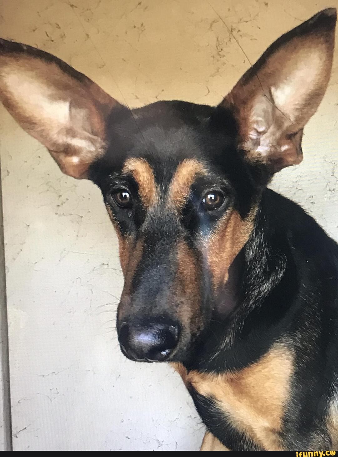 Big_ears memes. Best Collection of funny Big_ears pictures on iFunny