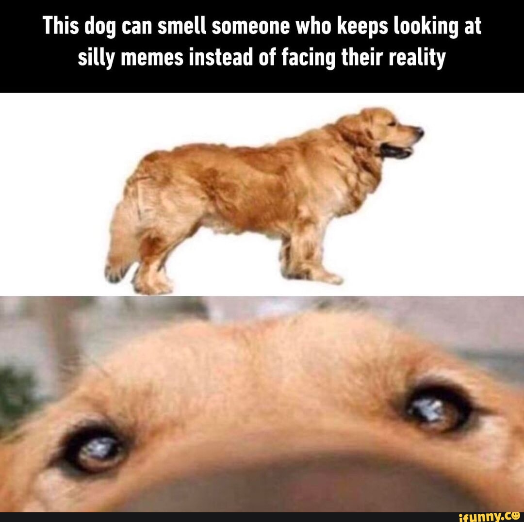 This dog can smell someone who keeps looking at silly memes instead of ...