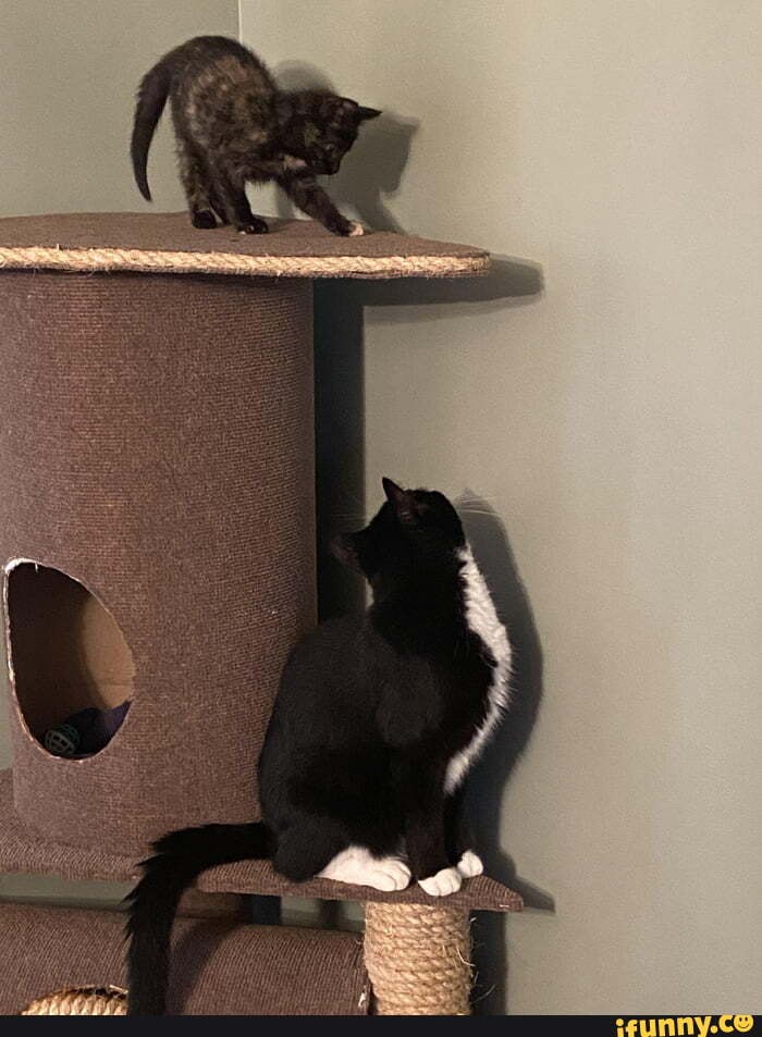 Toonces memes. Best Collection of funny Toonces pictures on iFunny