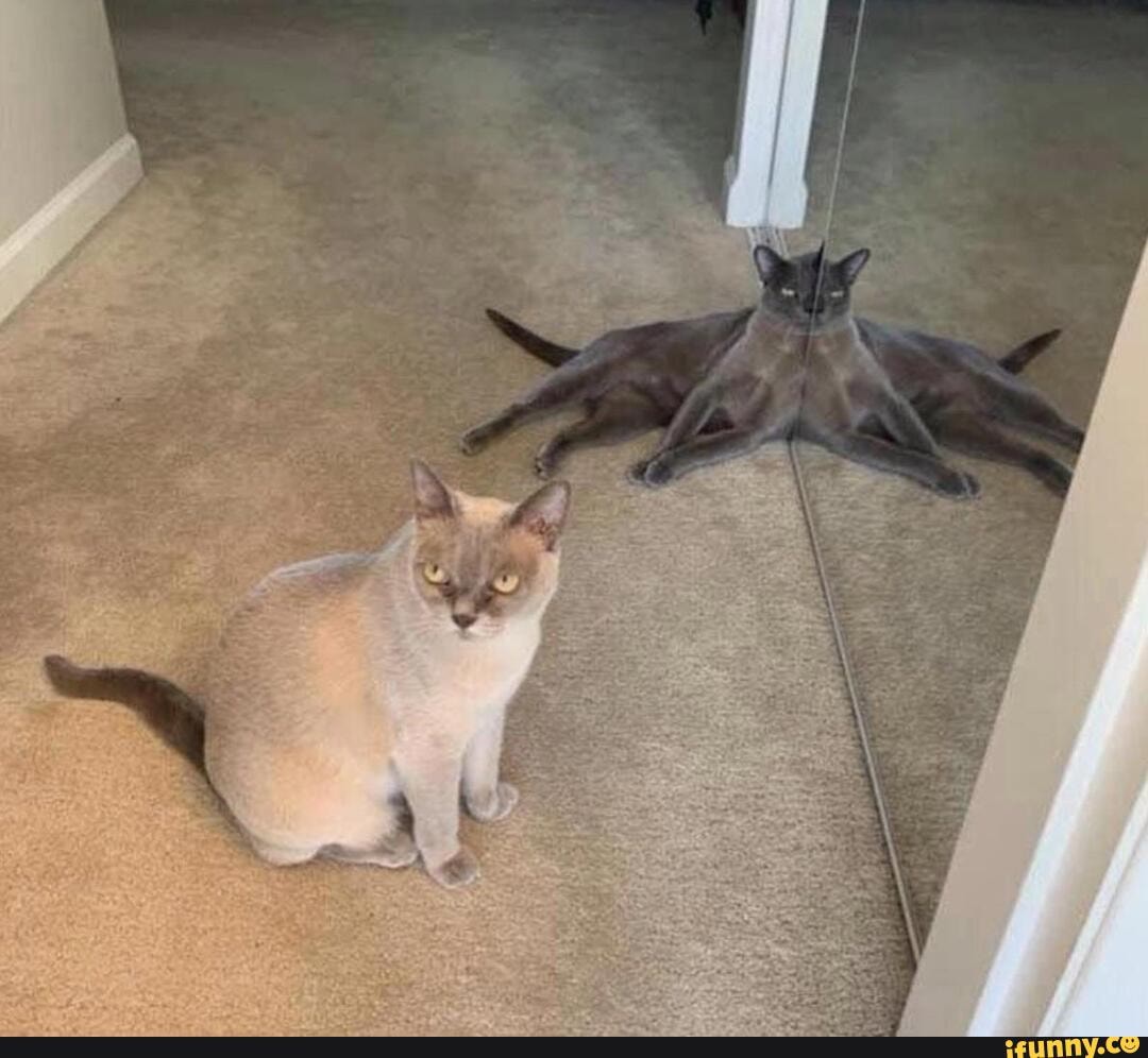 Octocat memes. Best Collection of funny Octocat pictures on iFunny