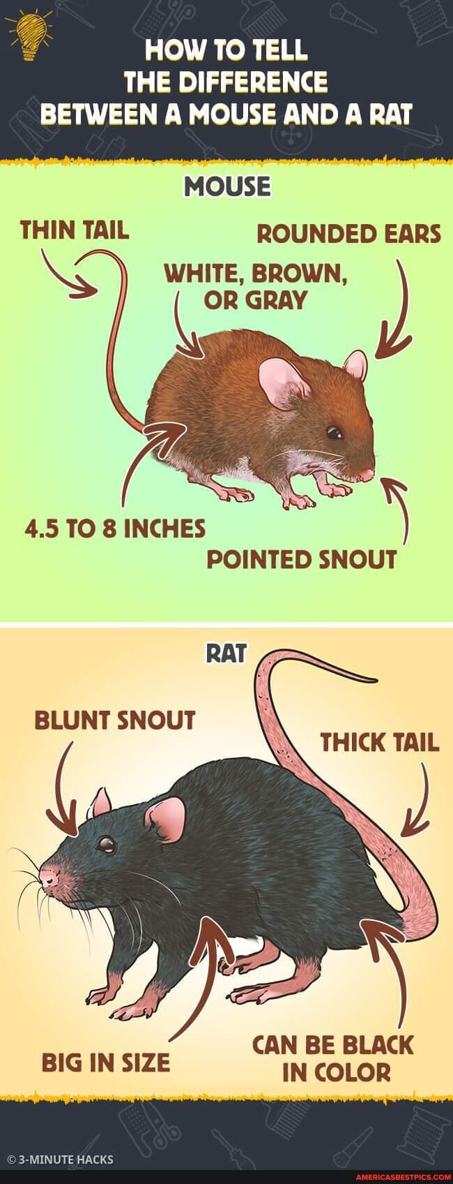 HOW TO TELL THE DIFFERENCE BETWEEN A MOUSE AND A RAT MOUSE THIN TAIL ...