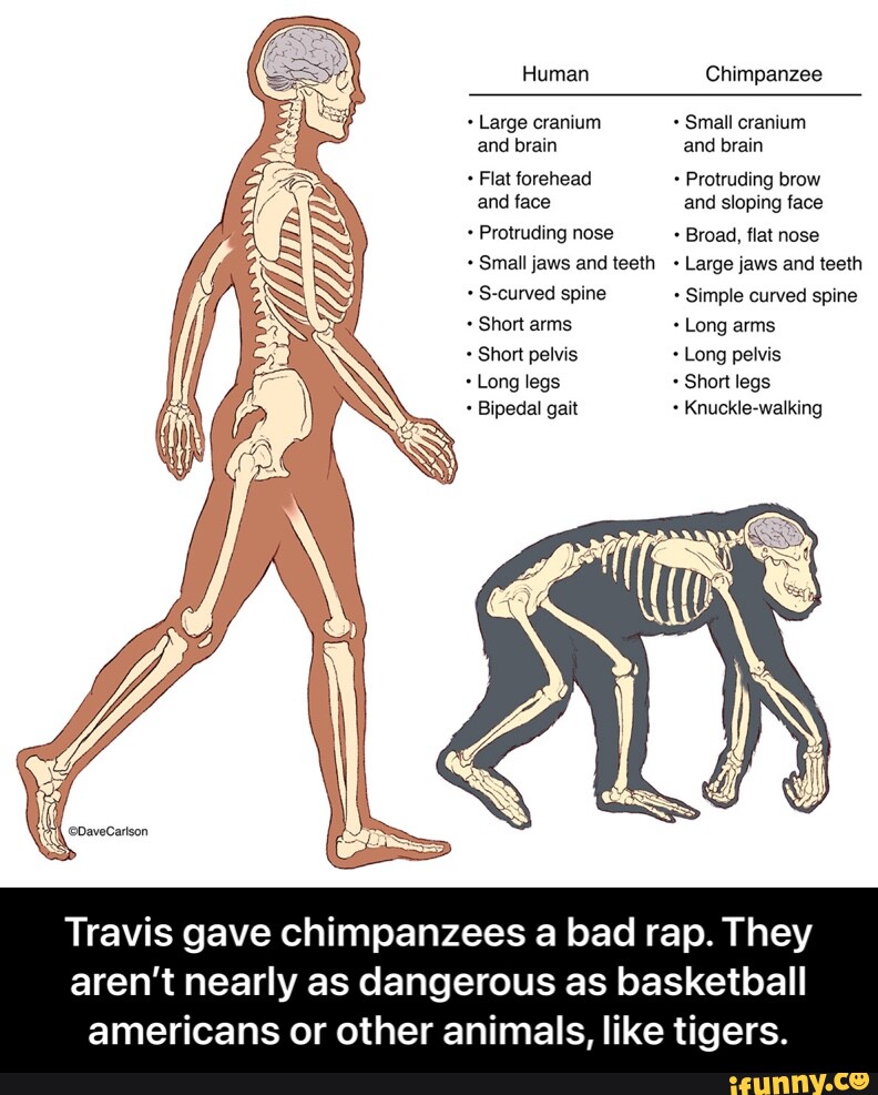 Cranium memes. Best Collection of funny Cranium pictures on iFunny