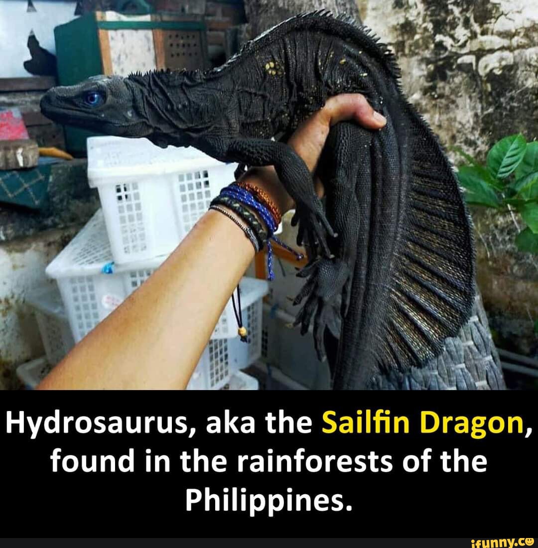 Hydrosaurus, aka the Sailfin Dragon, found in the rainforests of the ...