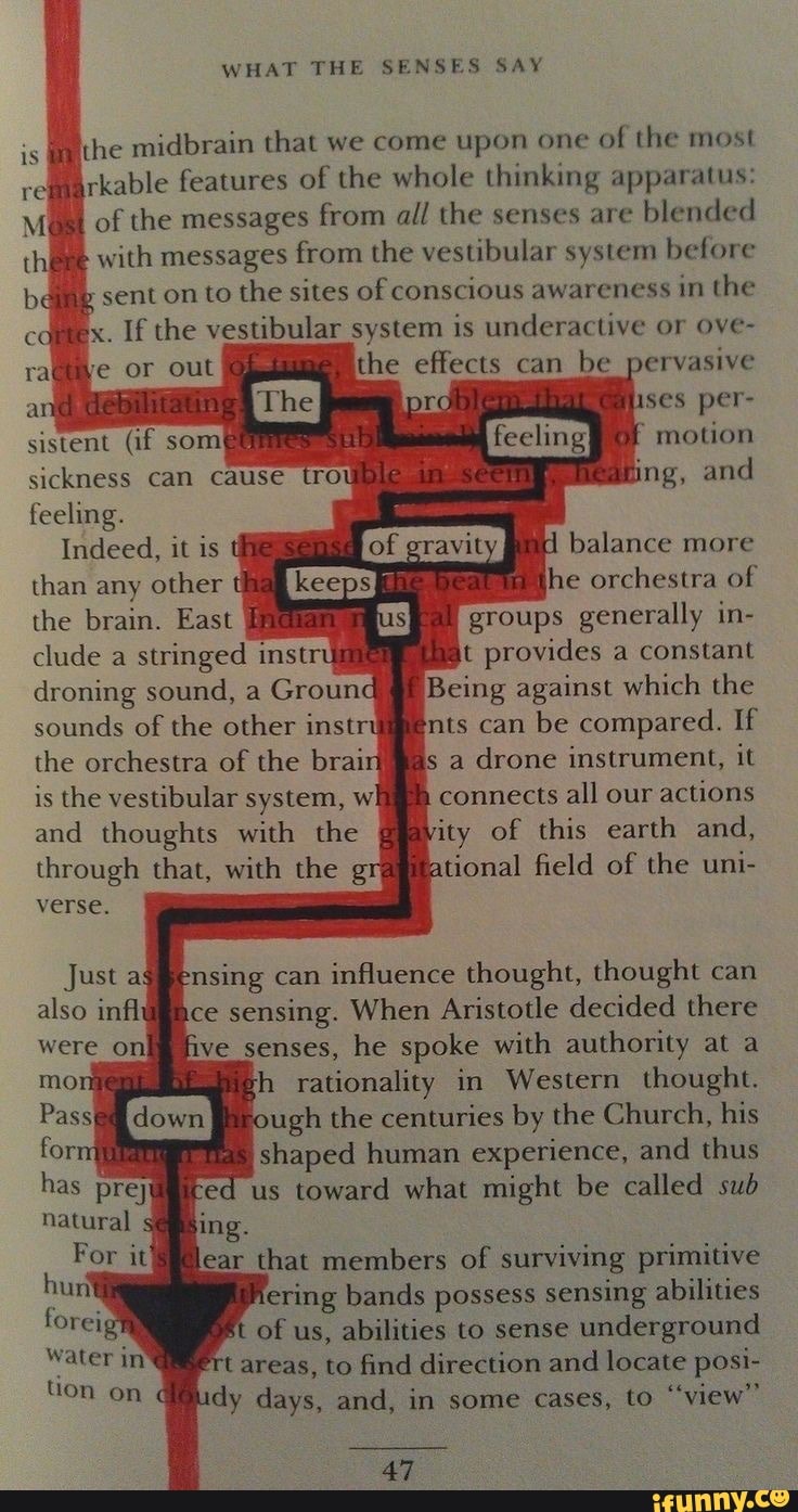 Midbrain memes. Best Collection of funny Midbrain pictures on iFunny