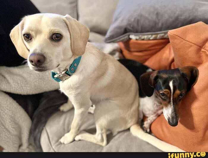 Brudder memes. Best Collection of funny Brudder pictures on iFunny