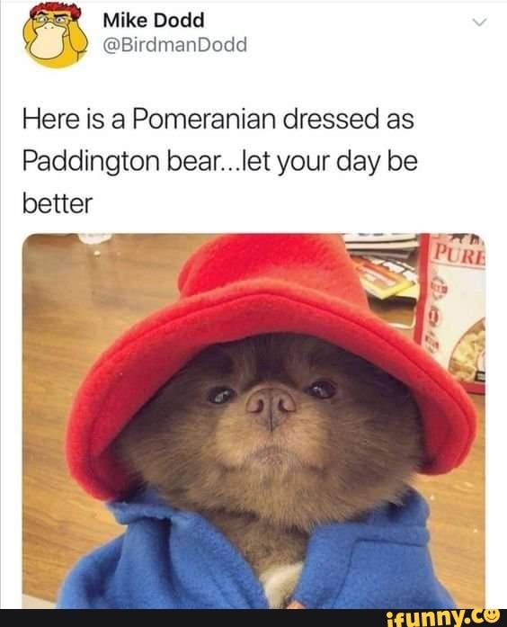 Paddingtonbear memes. Best Collection of funny Paddingtonbear pictures ...