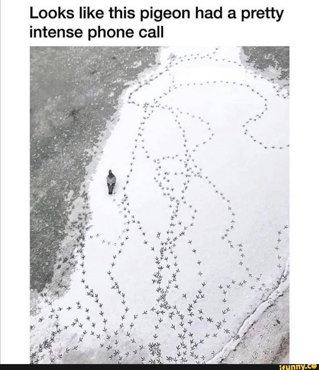 Looks like this pigeon had a pretty intense phone call - iFunny