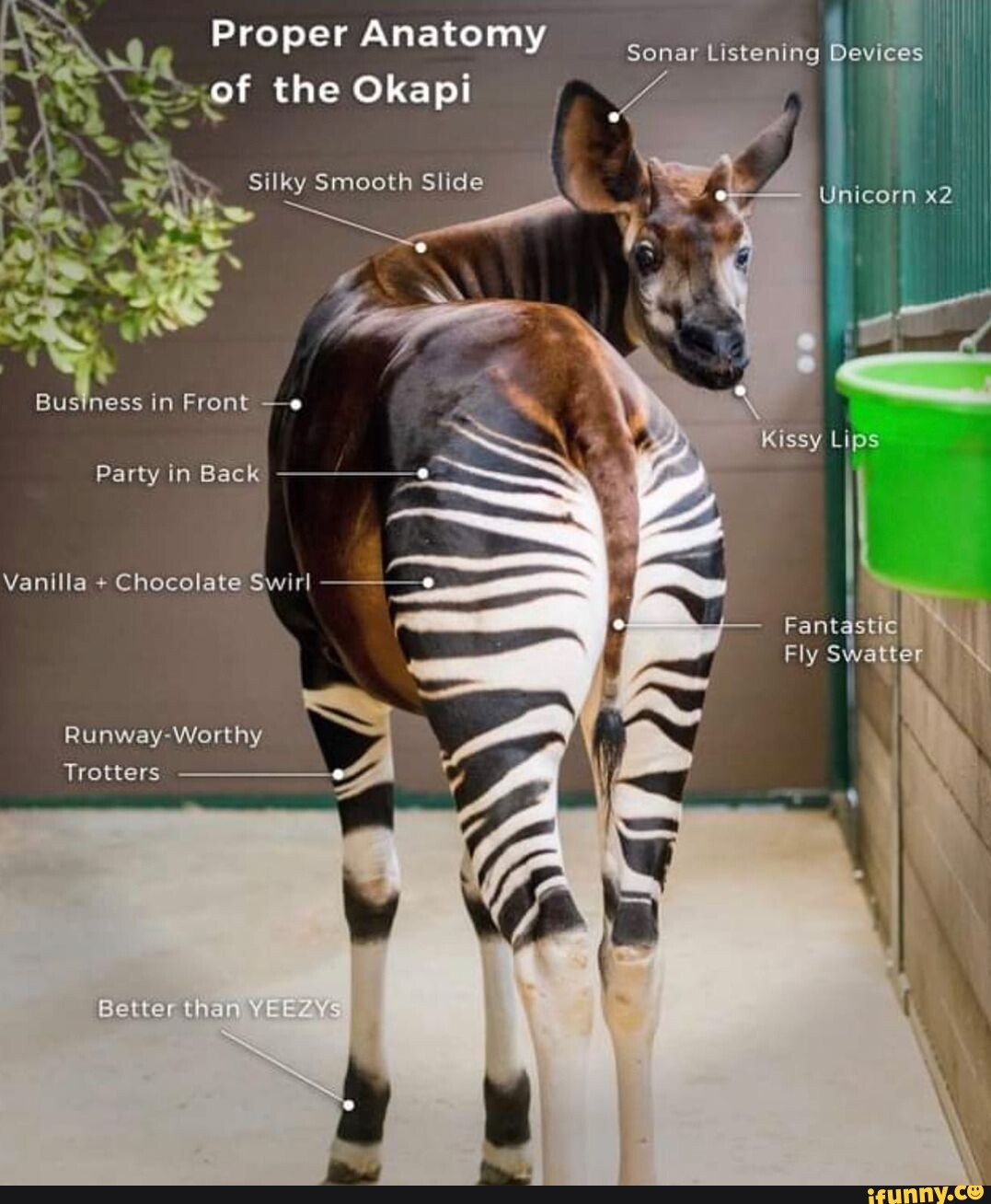 Okapi memes. Best Collection of funny Okapi pictures on iFunny