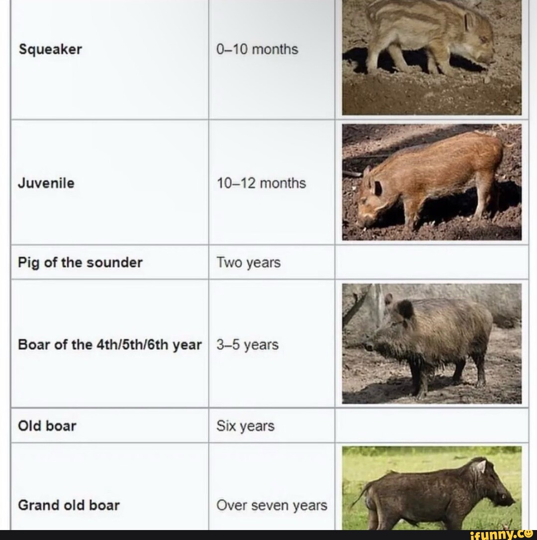 Sounder memes. Best Collection of funny Sounder pictures on iFunny